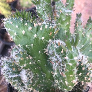 Opuntia Crested Roller Coaster - 4" Pot Size - Etsy