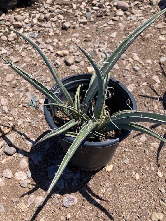 Yucca Baccata Banana Yucca Blue Yucca 1g Size Plant - Etsy
