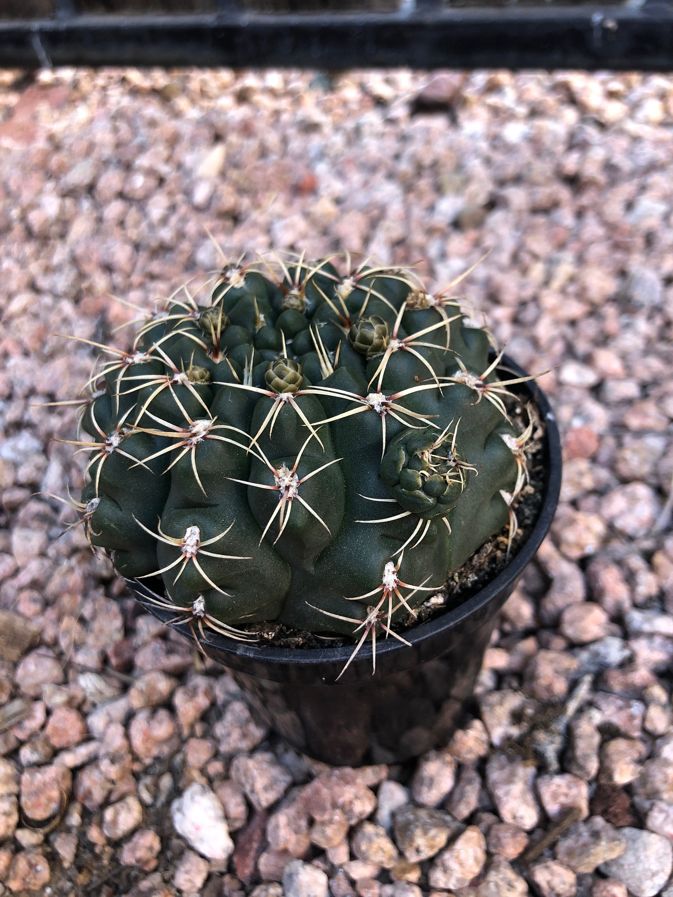 Gymnocalycium Baldianum, the Spider-cactus or Dwarf Chin Cactus 2.5 ...