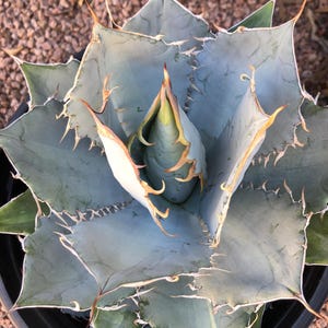 Agave Titanota White Ice 10” Across - Etsy