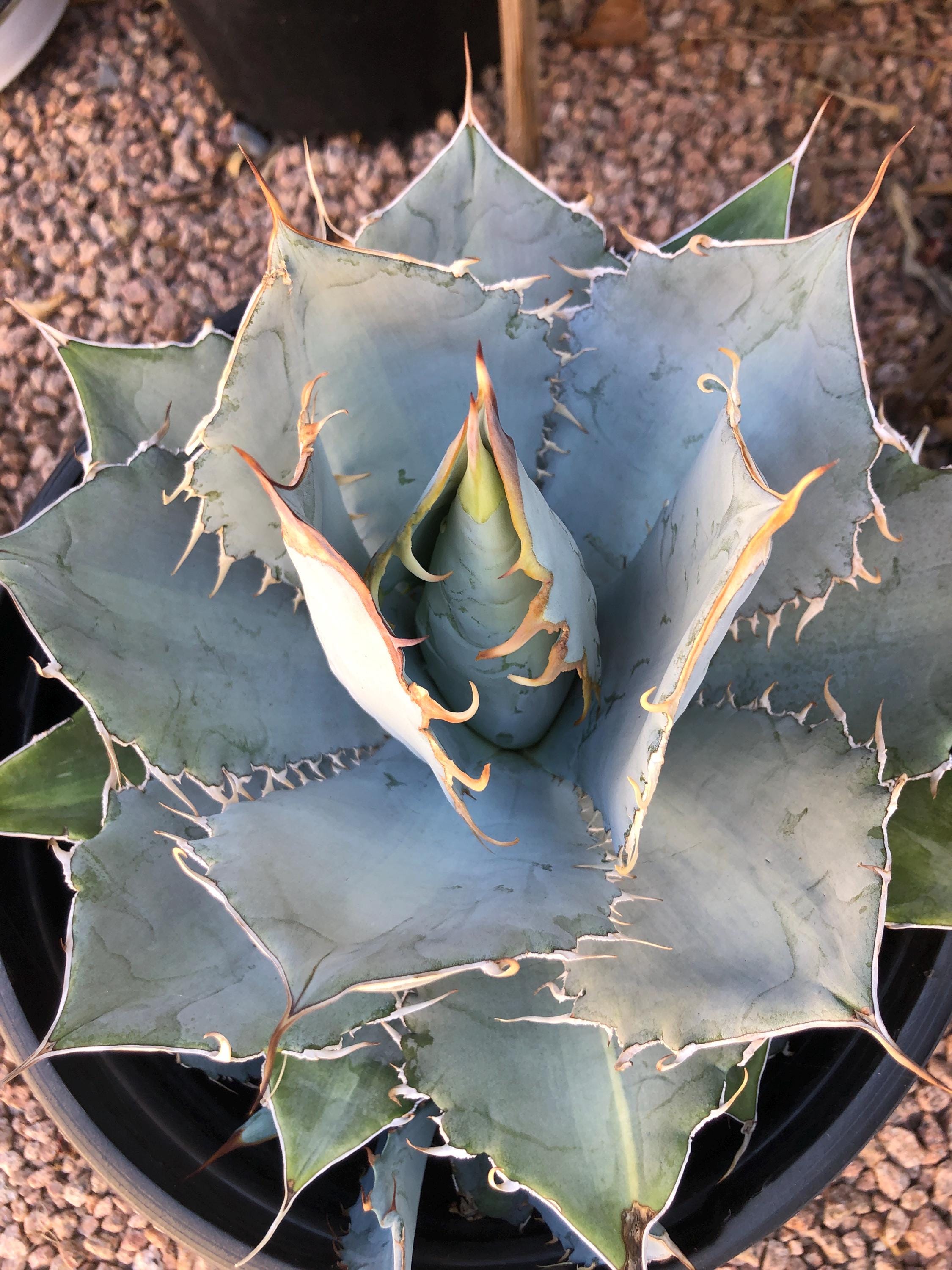 Agave Titanota White Ice 10” Across - Etsy