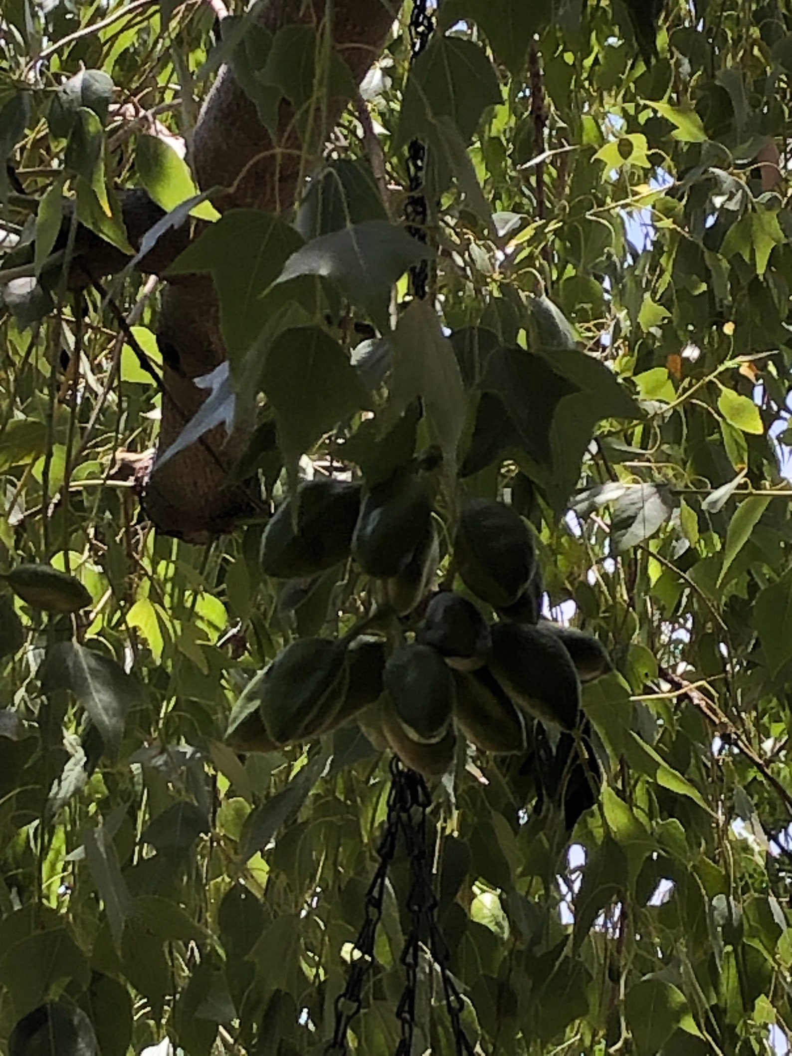 Brachychton - Australian Bottle Tree Seeds - Pack of 25 - Etsy