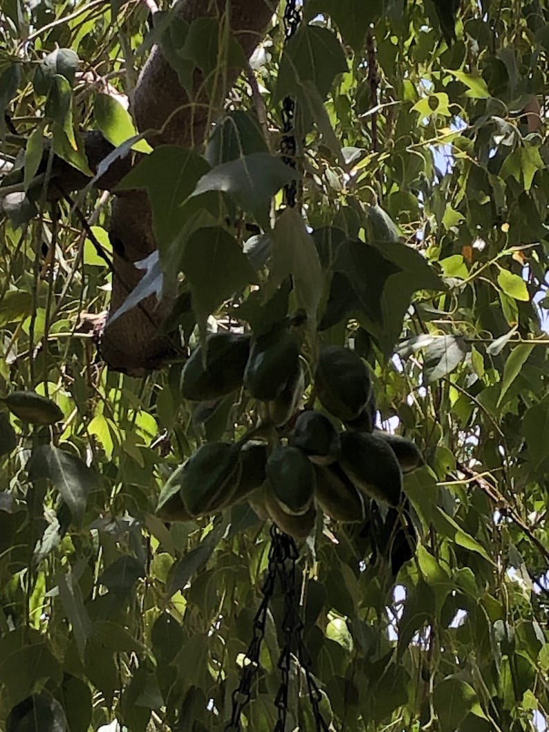 Brachychton - Australian Bottle Tree Seeds - Pack of 25 - Etsy