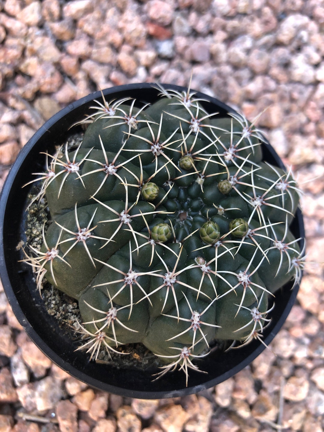 Gymnocalycium Baldianum, the Spider-cactus or Dwarf Chin Cactus 2.5 ...