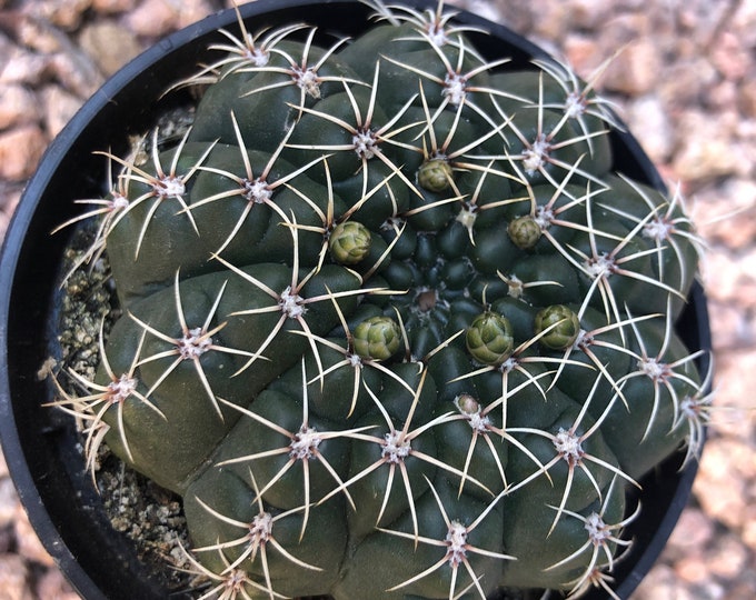 Gymnocalycium Baldianum, the Spider-cactus or Dwarf Chin Cactus 4 Size ...