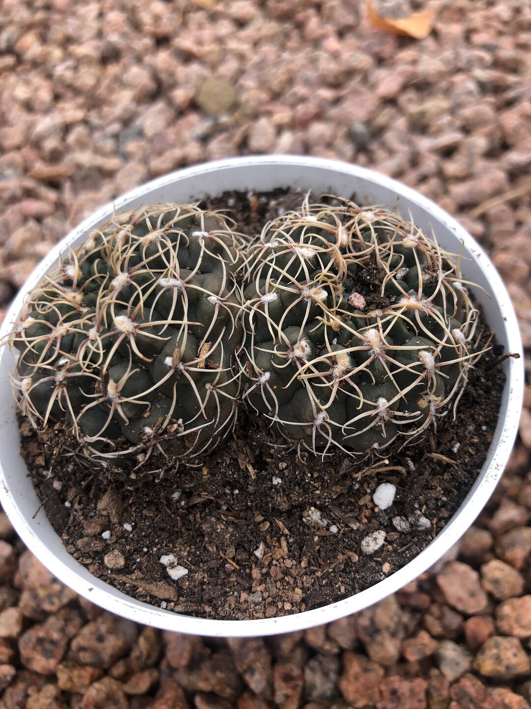 Gymnocalycium Baldianum, the Spider-cactus or Dwarf Chin Cactus 4 Size ...