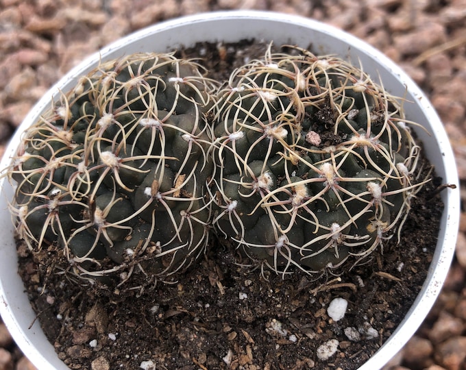 Gymnocalycium Baldianum, the Spider-cactus or Dwarf Chin Cactus 4 Size ...