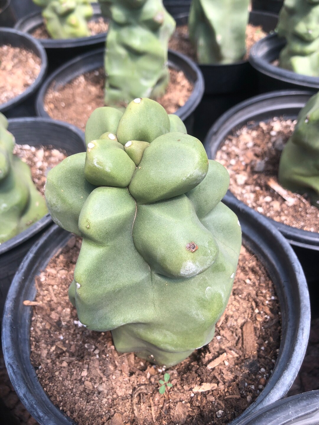 Lophocereus Schottii Var. Monstrous Totem Pole Cactus 6 - Etsy