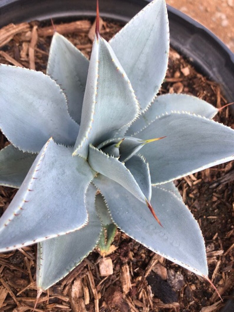 Agave Pygmae Dragon Toes 5g Size Plant - Etsy