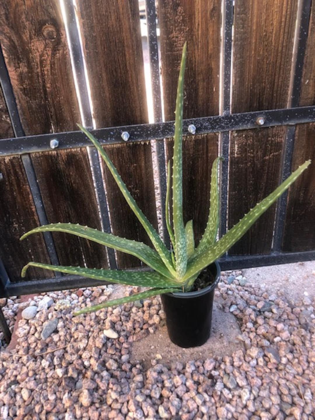 Aloe Vera - Orange Flower - Medicinal Aloe - 1g Size Plant - Etsy
