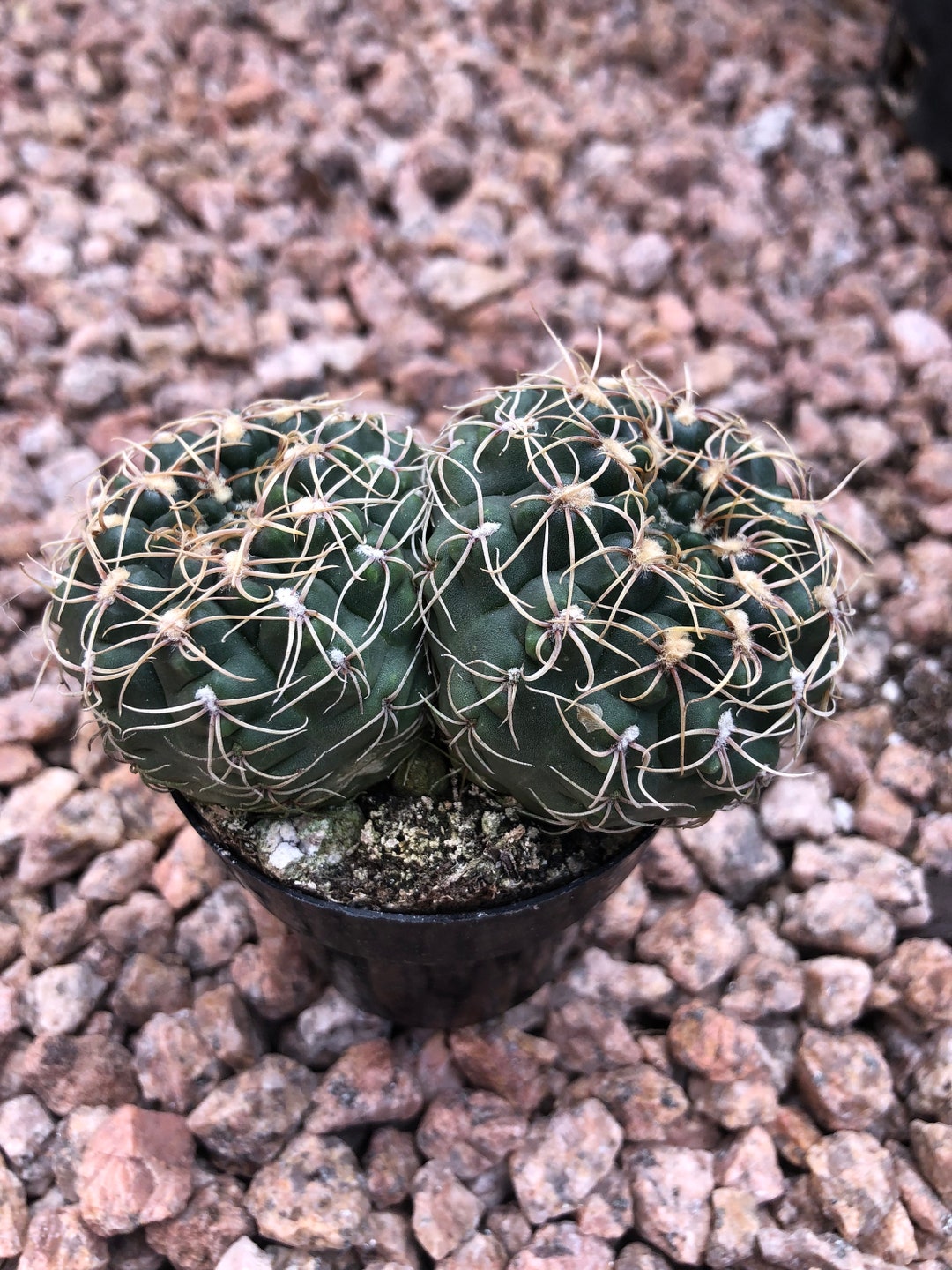 Gymnocalycium Baldianum, the Spider-cactus or Dwarf Chin Cactus 2.5 ...