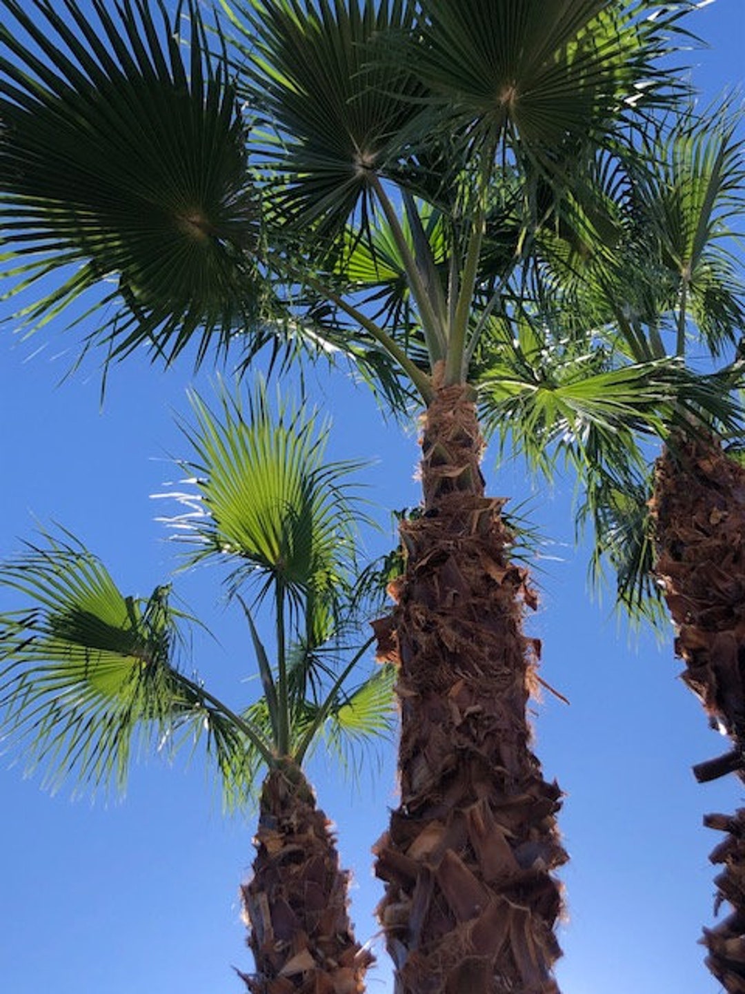 Mexican Fan Palm Seeds - 100+ Seeds - Etsy