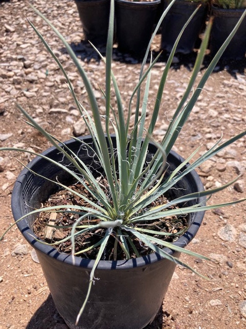 Yucca Elata – Soaptree Yucca - 1g Size Plant - Etsy
