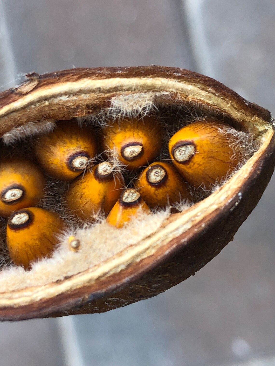 Brachychton - Australian Bottle Tree Seeds - Pack of 25 - Etsy