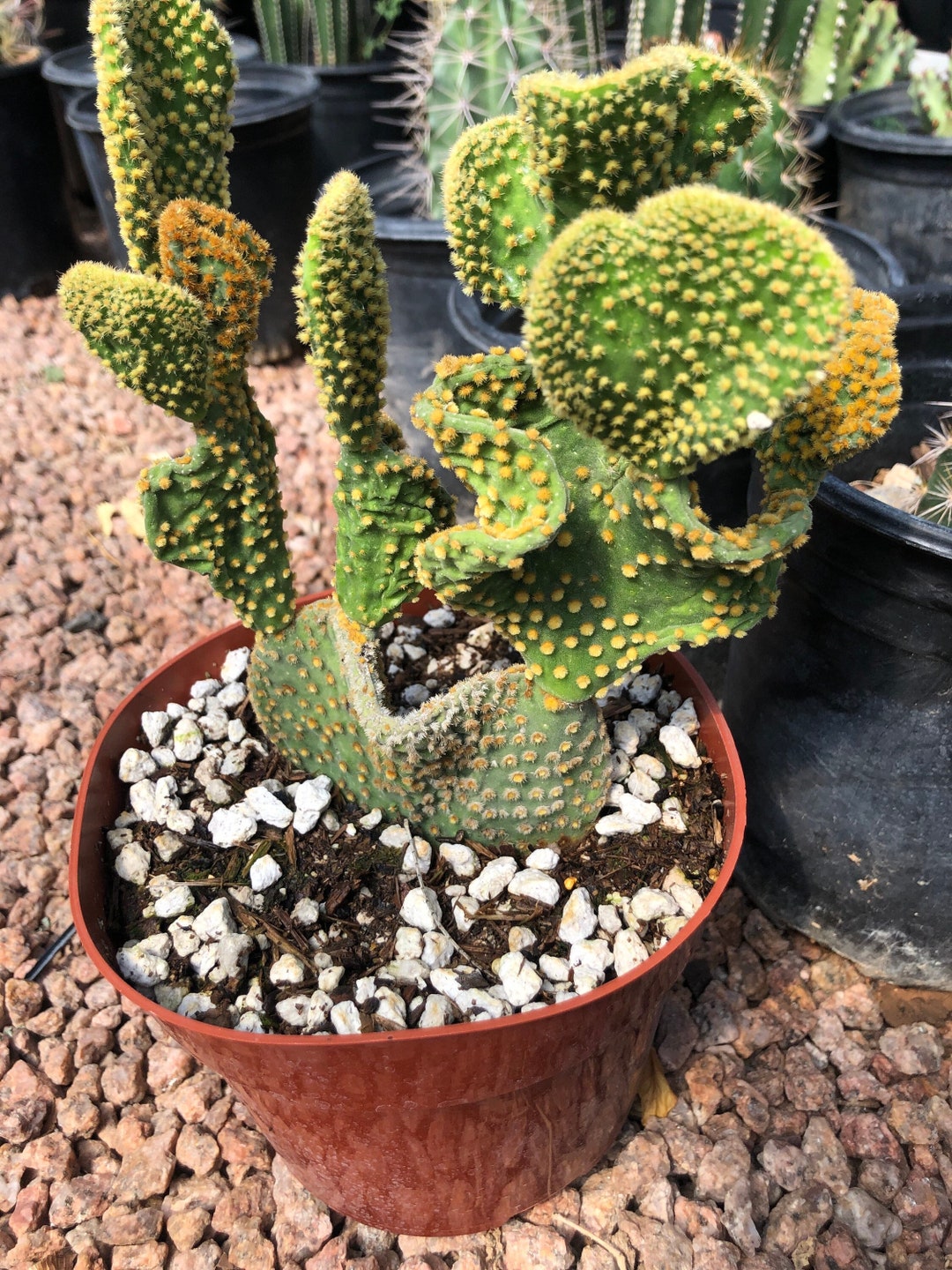 Opuntia Microdasys Prickly Pear Crested Bunny Ears 6 Size Pot - Etsy
