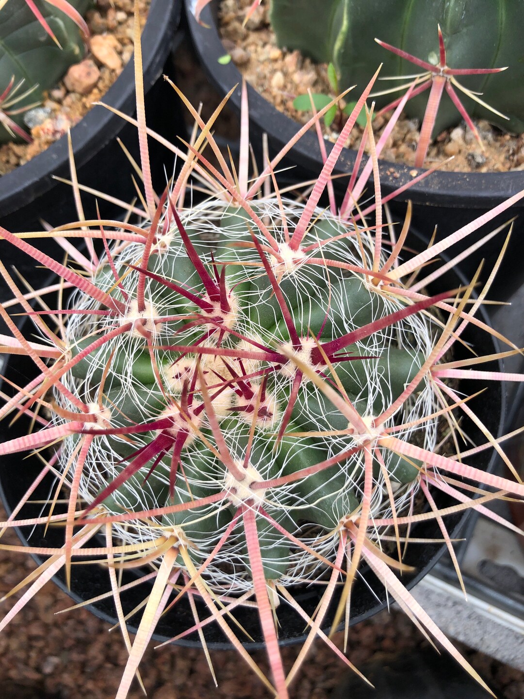 Ferocactus Red Barrel – 1g Size Plant - Etsy
