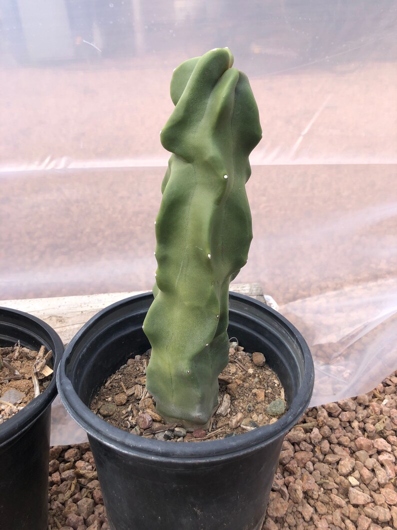 Lophocereus Schottii Var. Monstrous Totem Pole Cactus 6 - Etsy