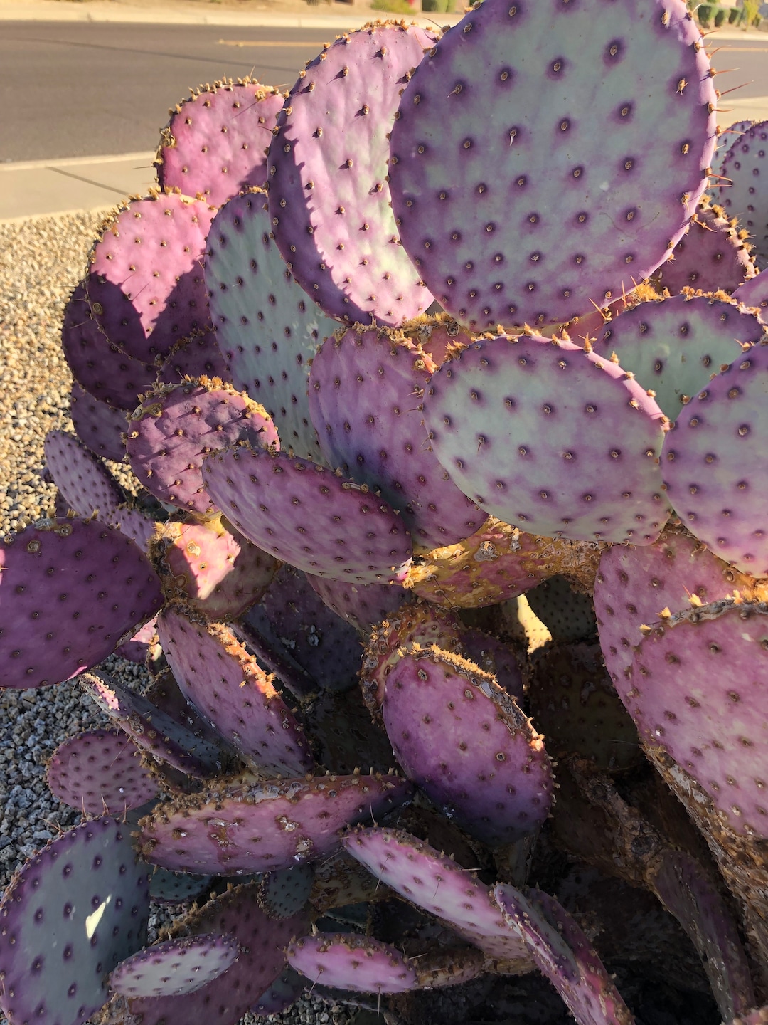 Opuntia Santa Rita - Purple Prickly Pear - 3 Pads - Etsy