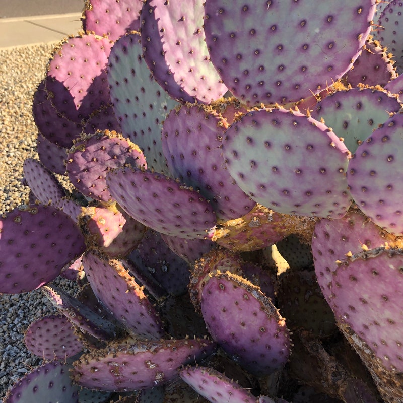 Purple Cactus - Etsy