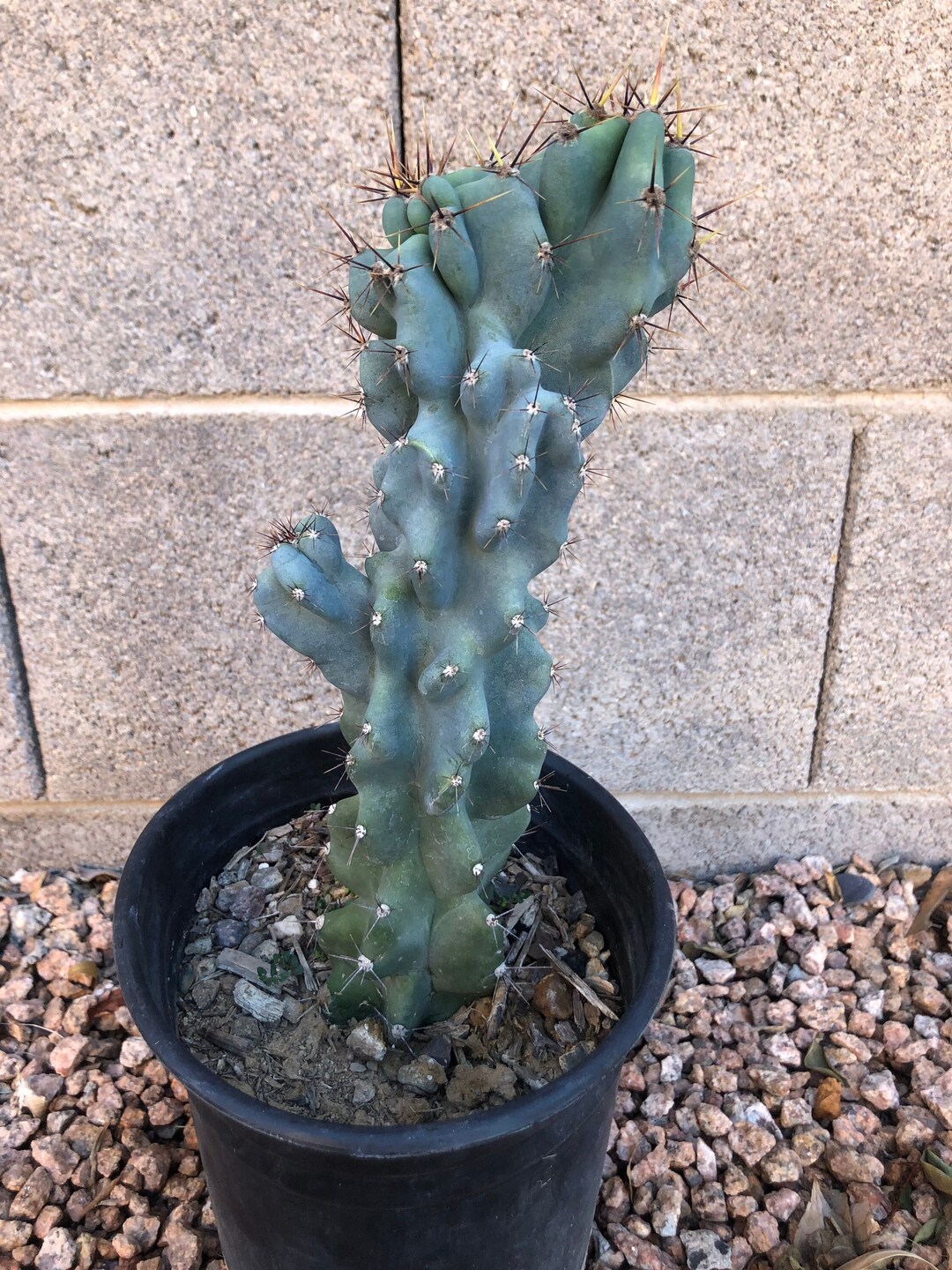 Cereus Peruvianus Monstrose Blue Apple Cactus 10 Tall - Etsy