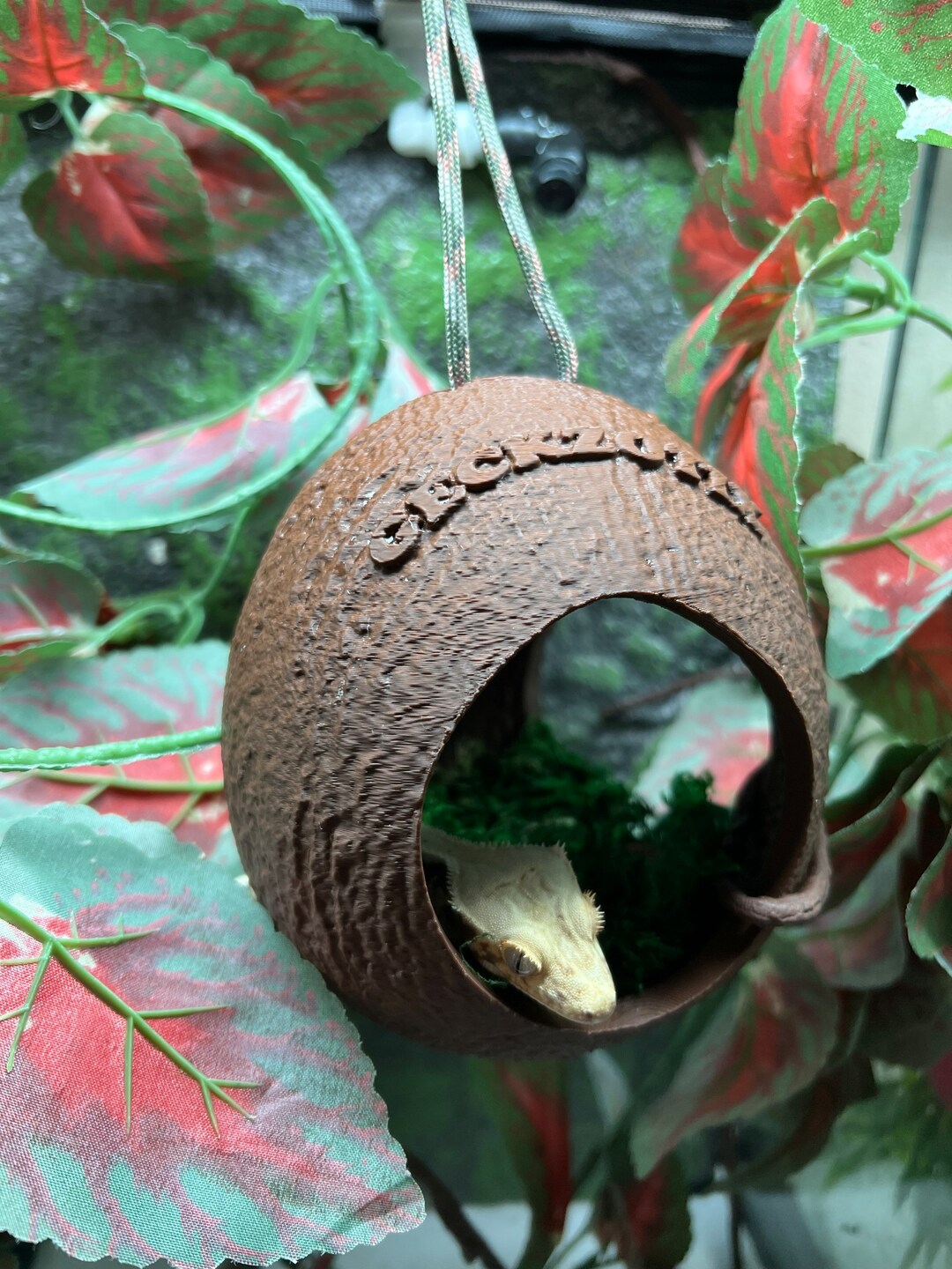 Hanging Coconut Hide - Etsy