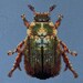 Green Beetle Counted Cross Stitch Pattern PDF - Etsy