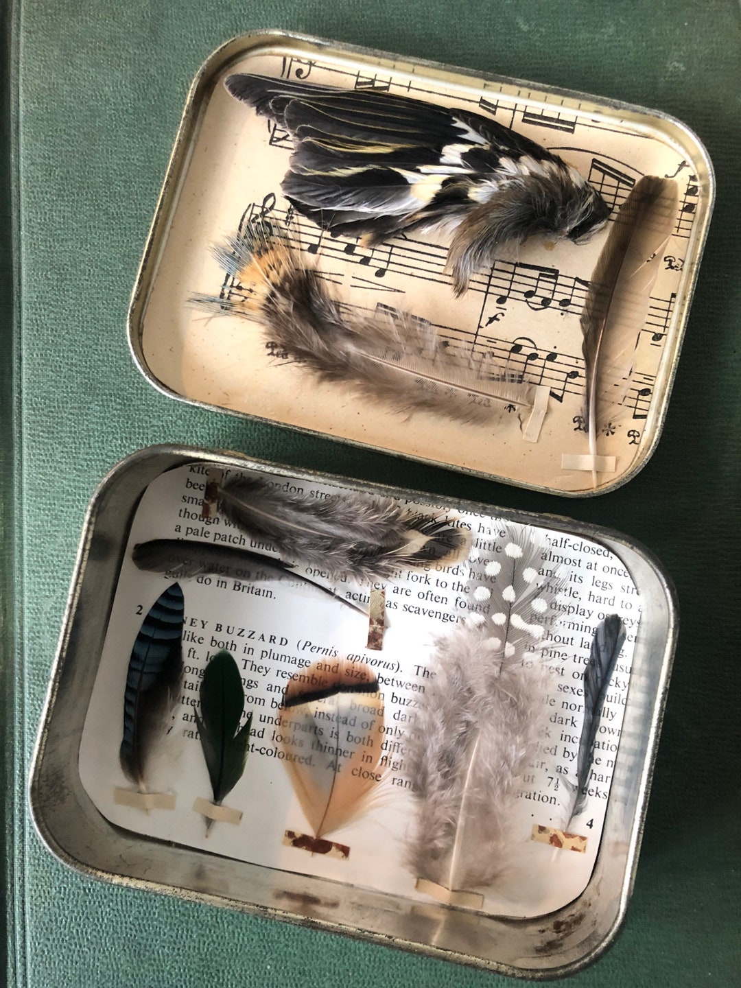 Bird Feather Display Jay Siskin Parrot Goldfinch Blue Tit Pheasant in ...