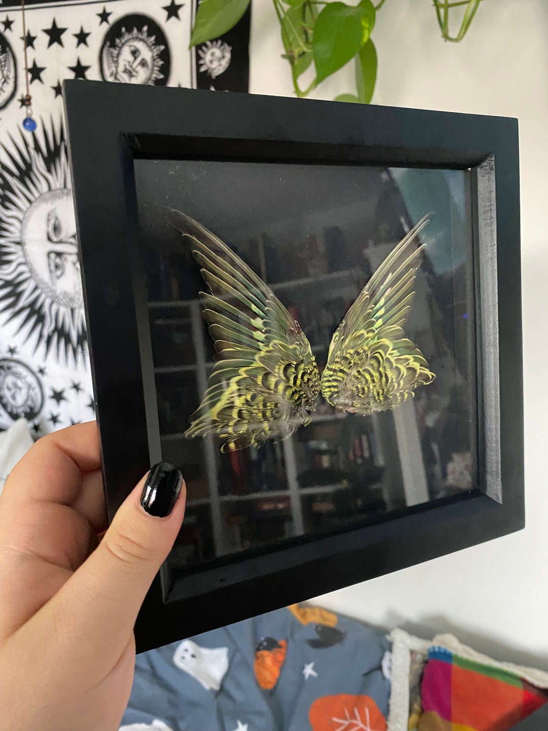 Budgie Dried Wing Taxidermy Display Preserved Bird Natural Curio Wall ...