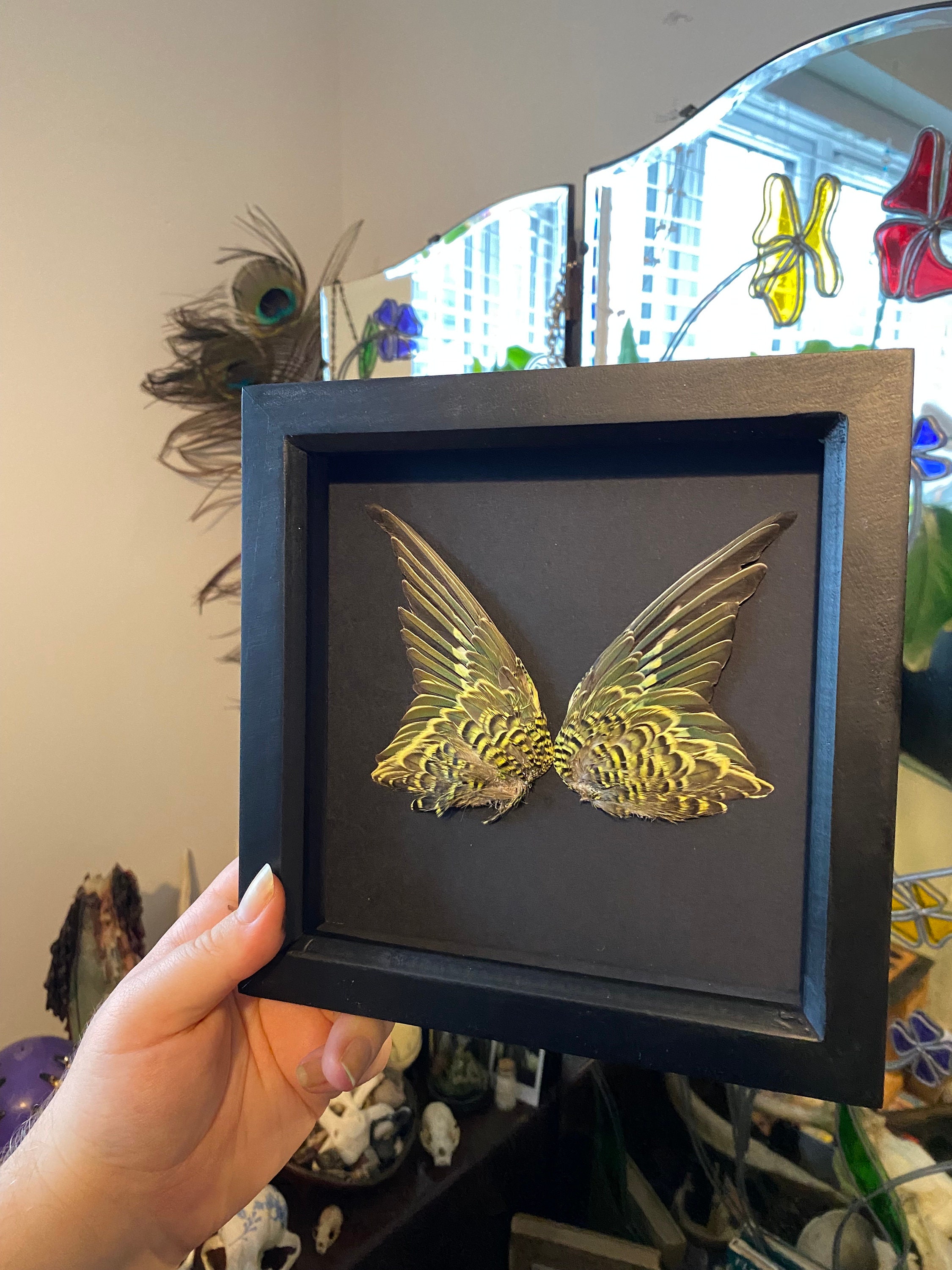 Budgie Dried Wing Taxidermy Display Preserved Bird Natural - Etsy UK