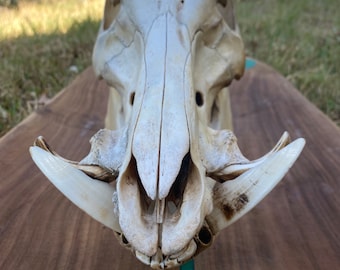 Real Wild Boar Skull - Etsy