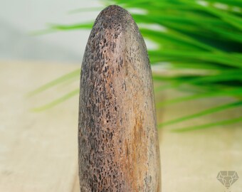 Petrified Whale Bone - Etsy