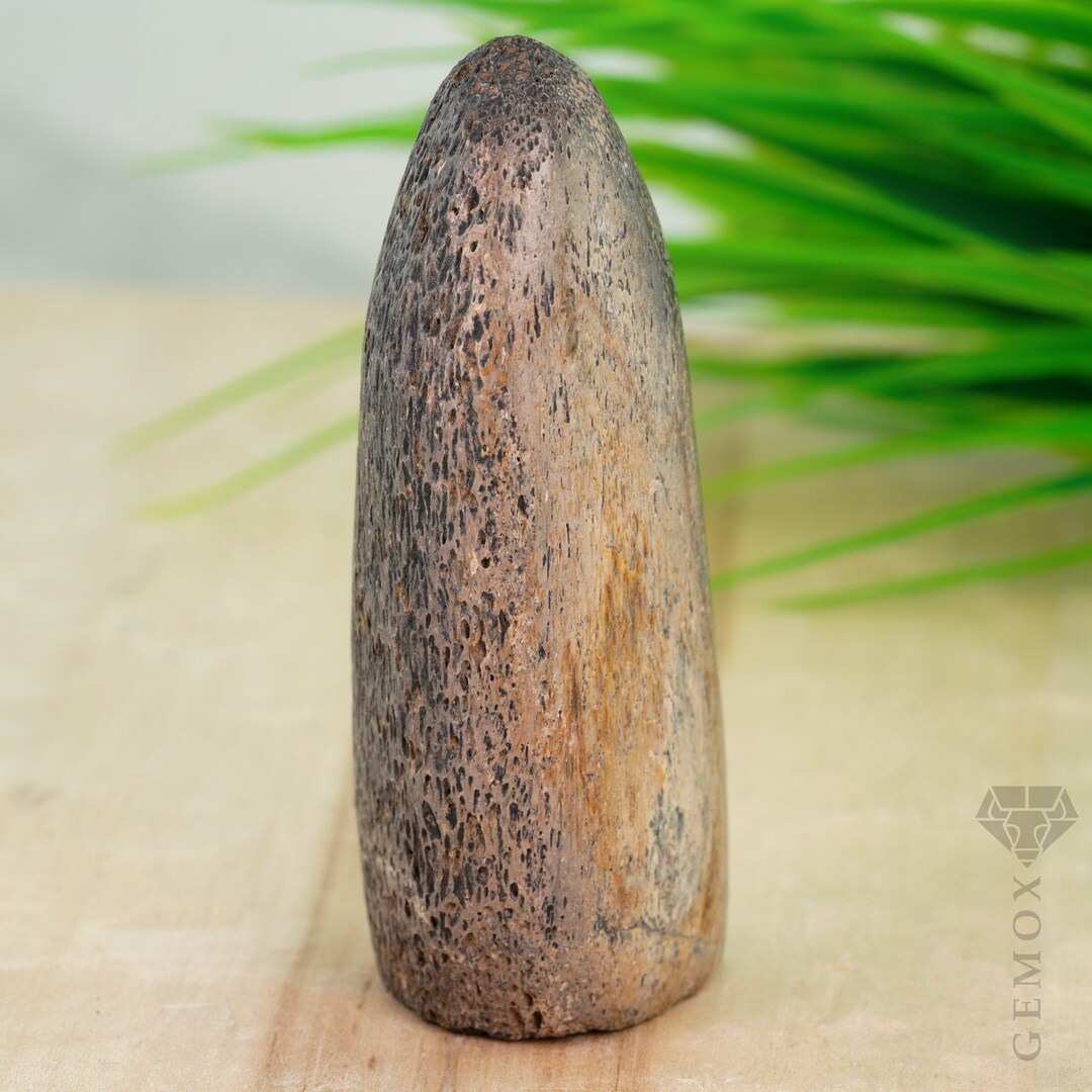 Genuine Dinosaur Bone 77g. Rare Fossilized Natural Plesiosaurus Dino ...