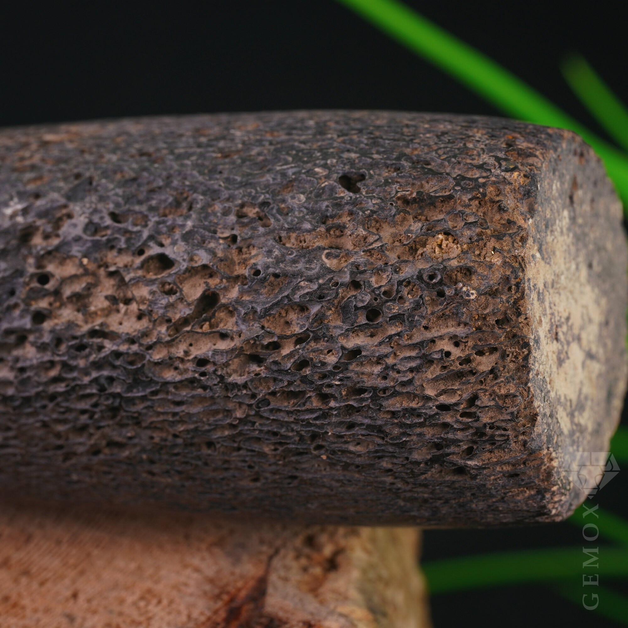 Genuine Dinosaur Bone 77g. Rare Fossilized Natural Plesiosaurus Dino ...