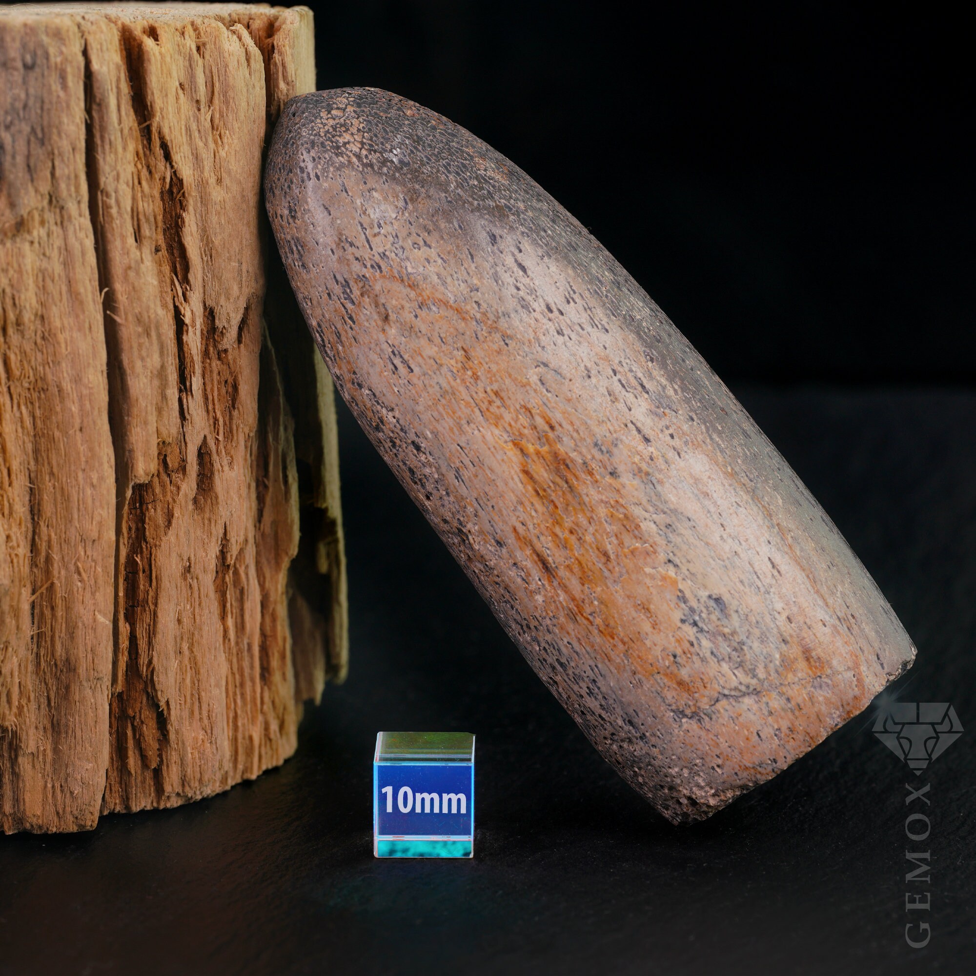 Genuine Dinosaur Bone 77g. Rare Fossilized Natural Plesiosaurus Dino ...