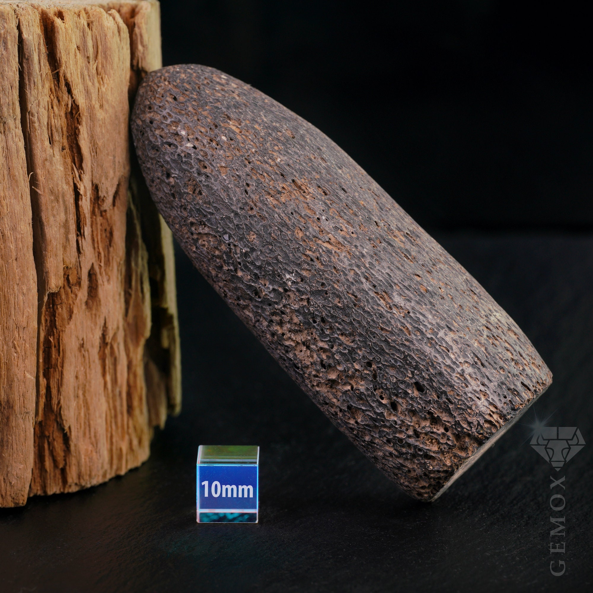 Genuine Dinosaur Bone 77g. Rare Fossilized Natural Plesiosaurus Dino ...