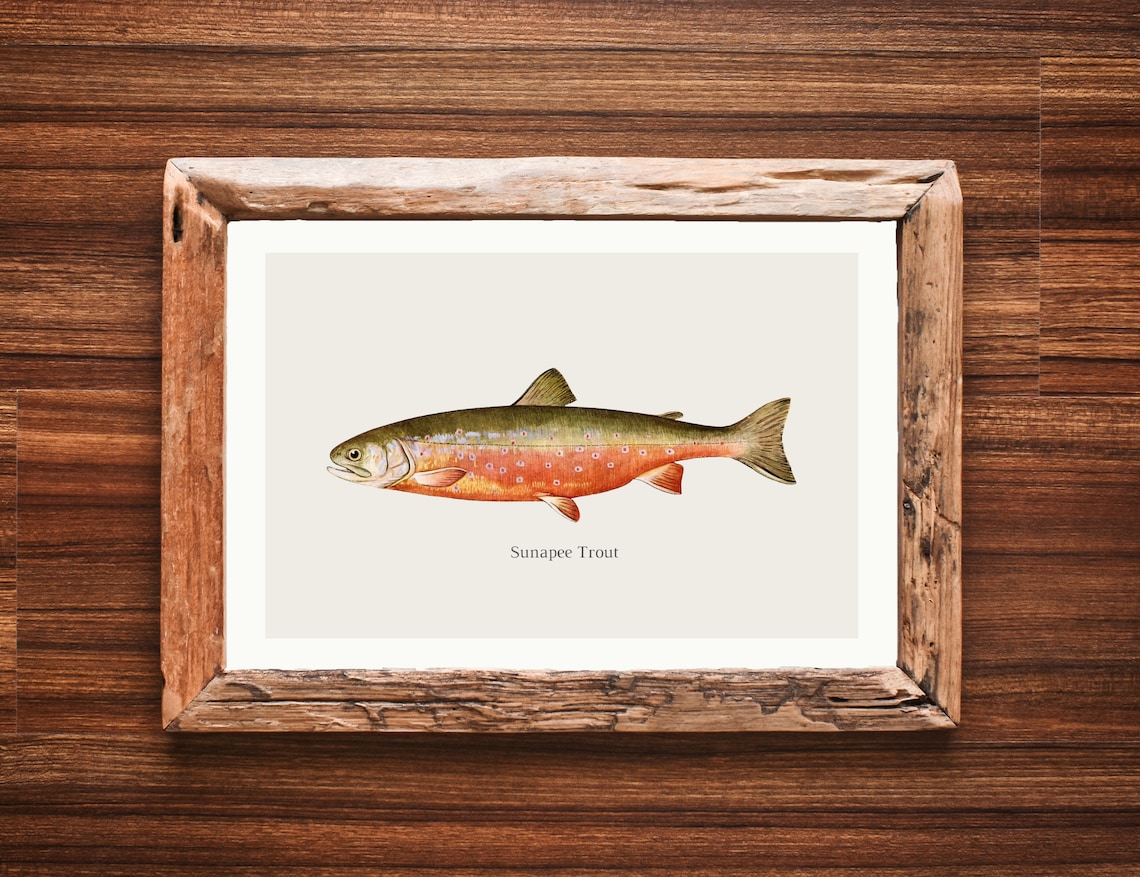 Printable Freshwater Fish Art Prints, Set of 4, Fishing Wall Art ...