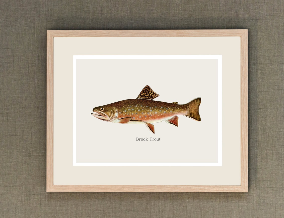 Printable Freshwater Fish Art Prints Set of 4 Fishing Wall - Etsy