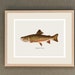 Printable Freshwater Fish Art Prints, Set of 4, Fishing Wall Art ...