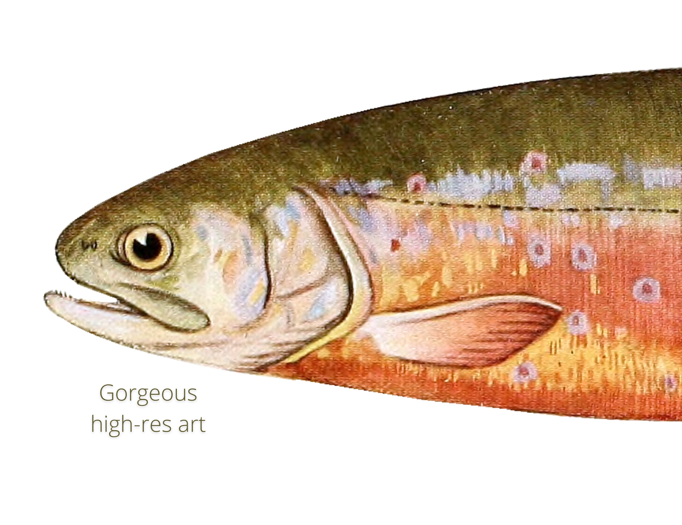 Printable Freshwater Fish Art Prints, Set of 4, Fishing Wall Art ...