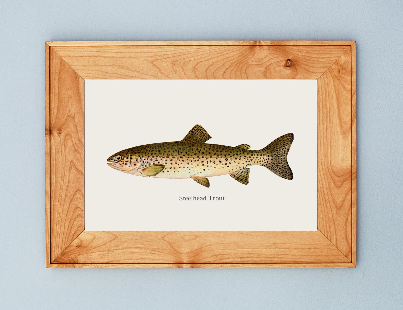 Printable Freshwater Fish Art Prints, Set of 4, Fishing Wall Art ...