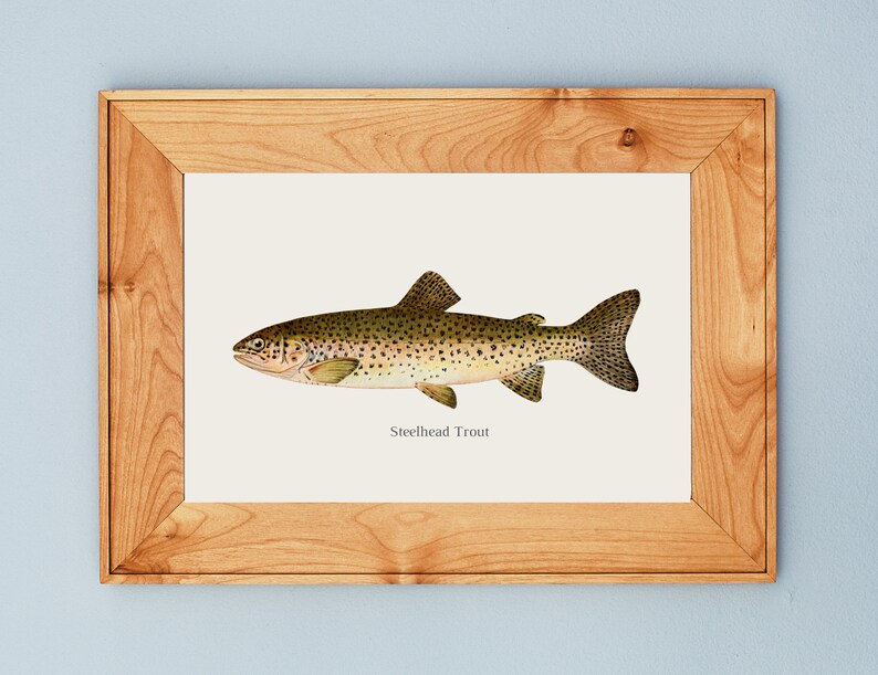 Printable Freshwater Fish Art Prints, Set of 4, Fishing Wall Art ...