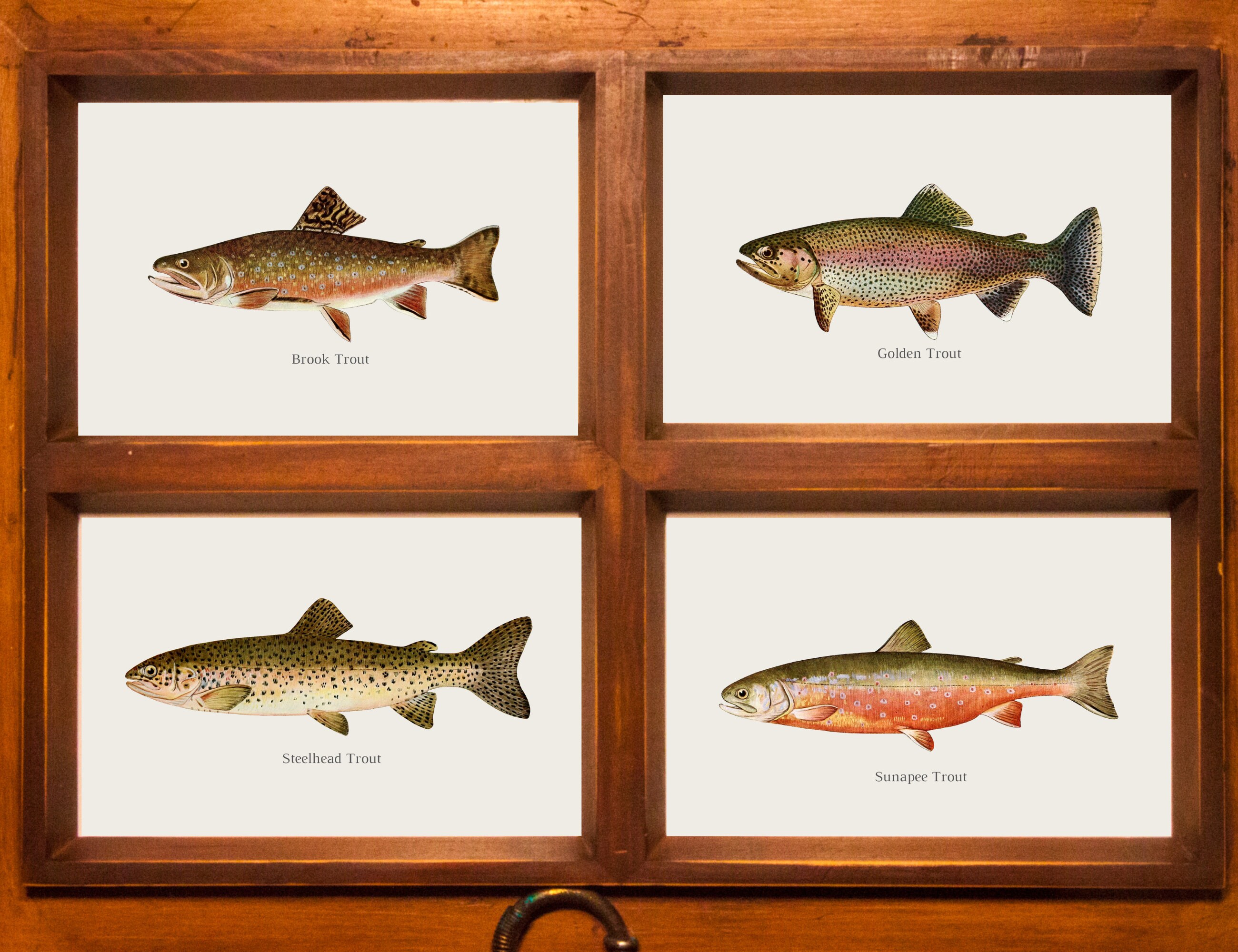 Printable Freshwater Fish Art Prints, Set of 4, Fishing Wall Art ...