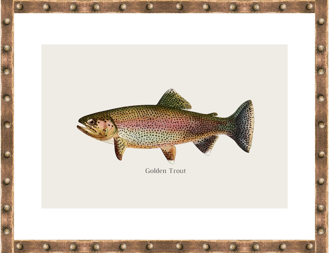 Printable Freshwater Fish Art Prints, Set of 4, Fishing Wall Art ...
