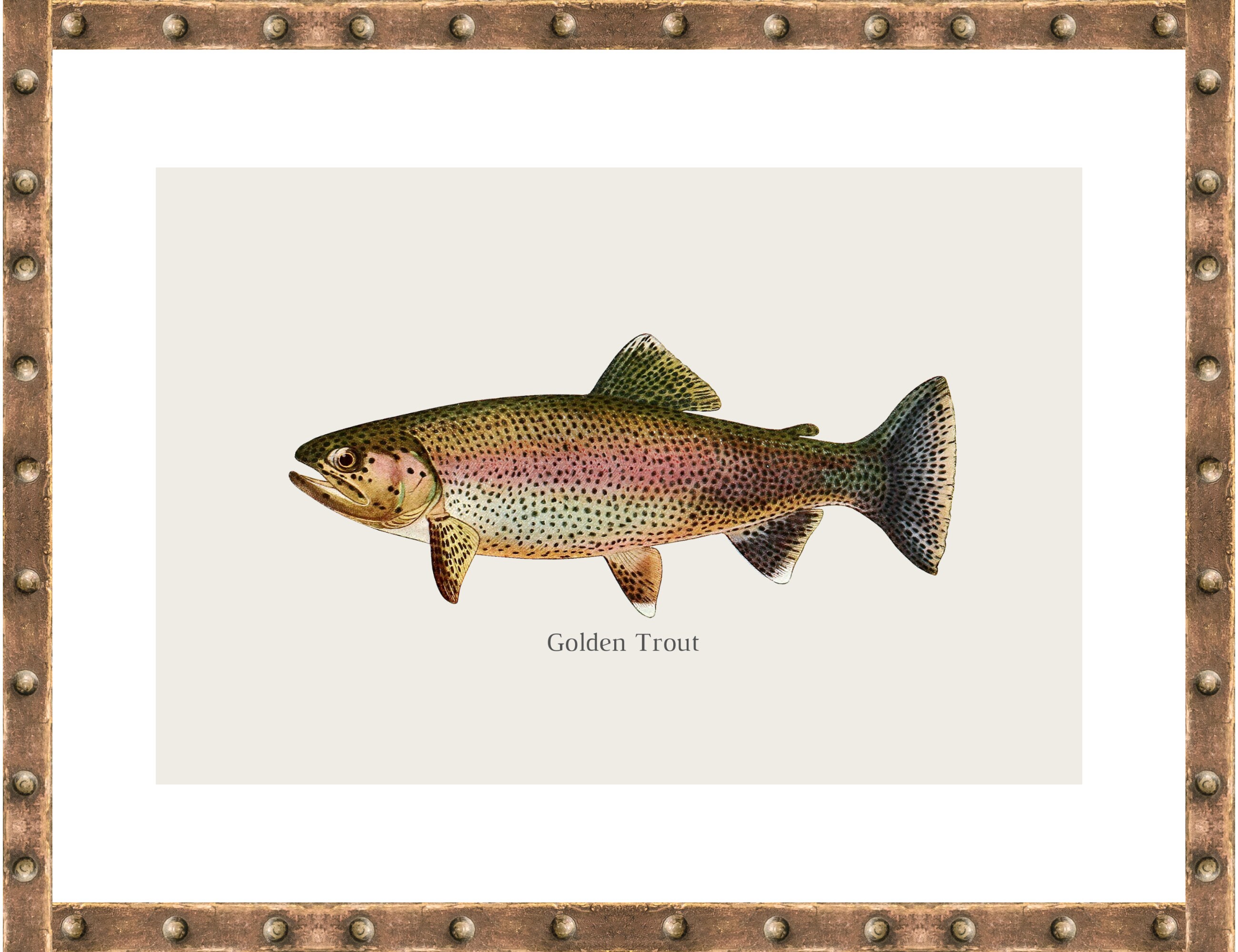 Printable Freshwater Fish Art Prints, Set of 4, Fishing Wall Art ...