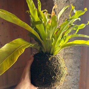 Kokedama Moss Ball With Asplenium Fern, Idea for Floral Wedding ...