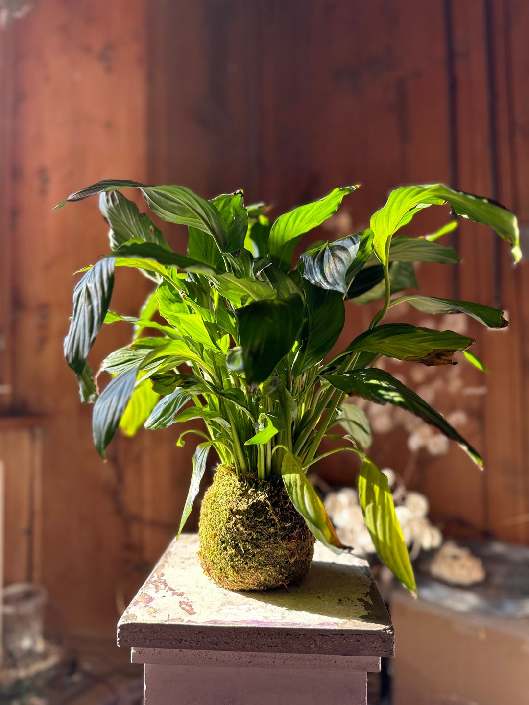 Kokedama Moss Ball With Spathiphyllum, Floral Decor for Windows and ...