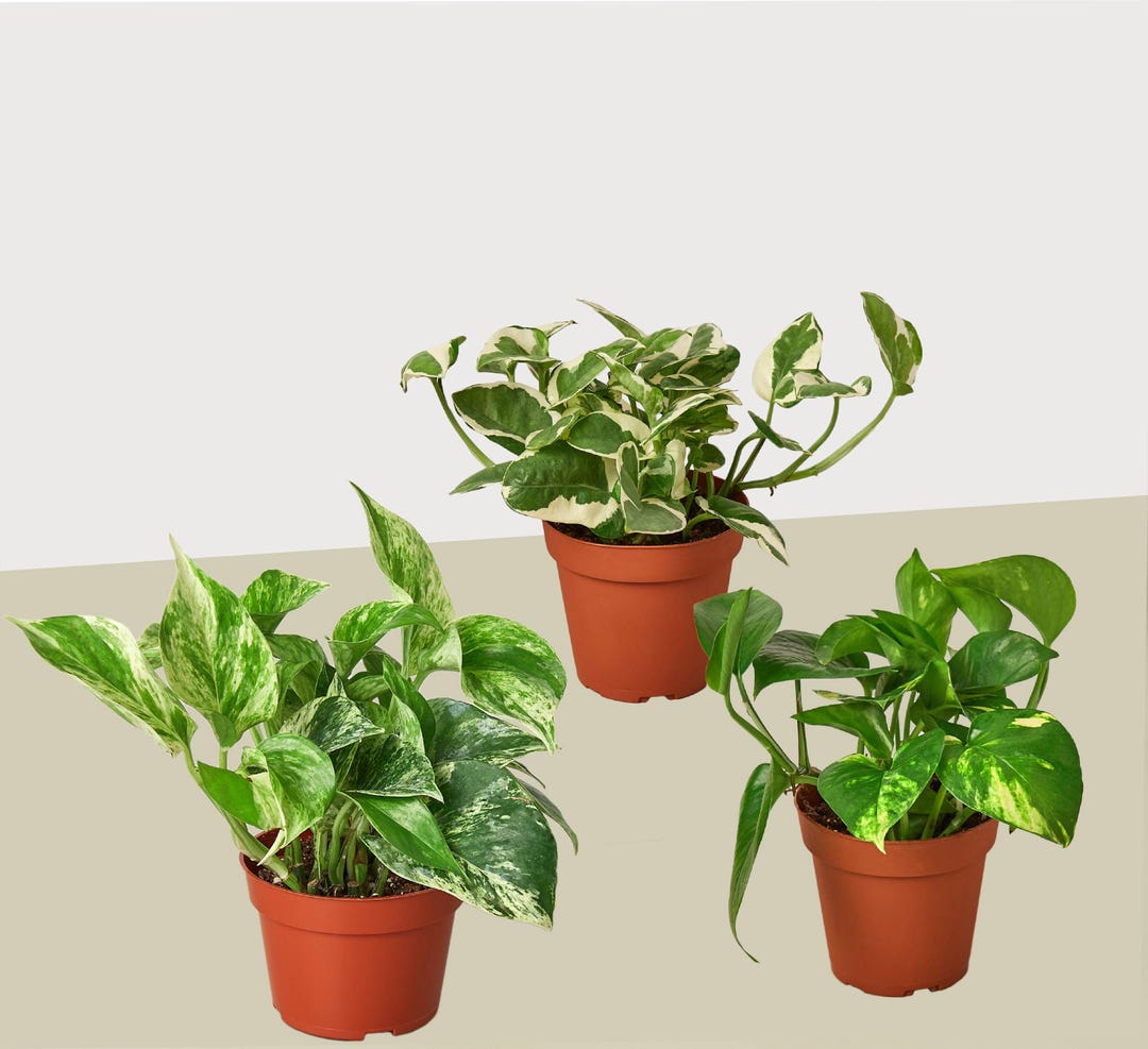 3 Pothos Variety Pack / 4 Pot / Live Plant / Home and Garden Plants - Etsy