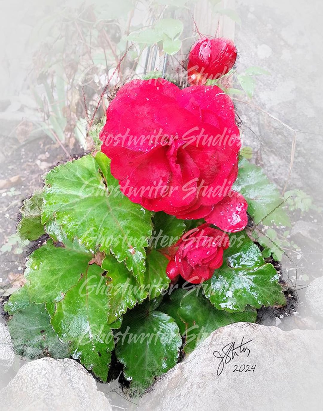 Printable Photographic Illustration of a Beautiful Begonia! Perfect for ...
