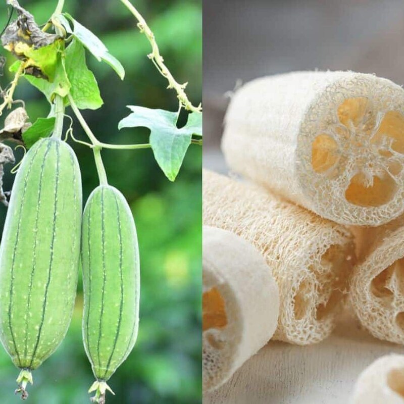 Luffa - Etsy