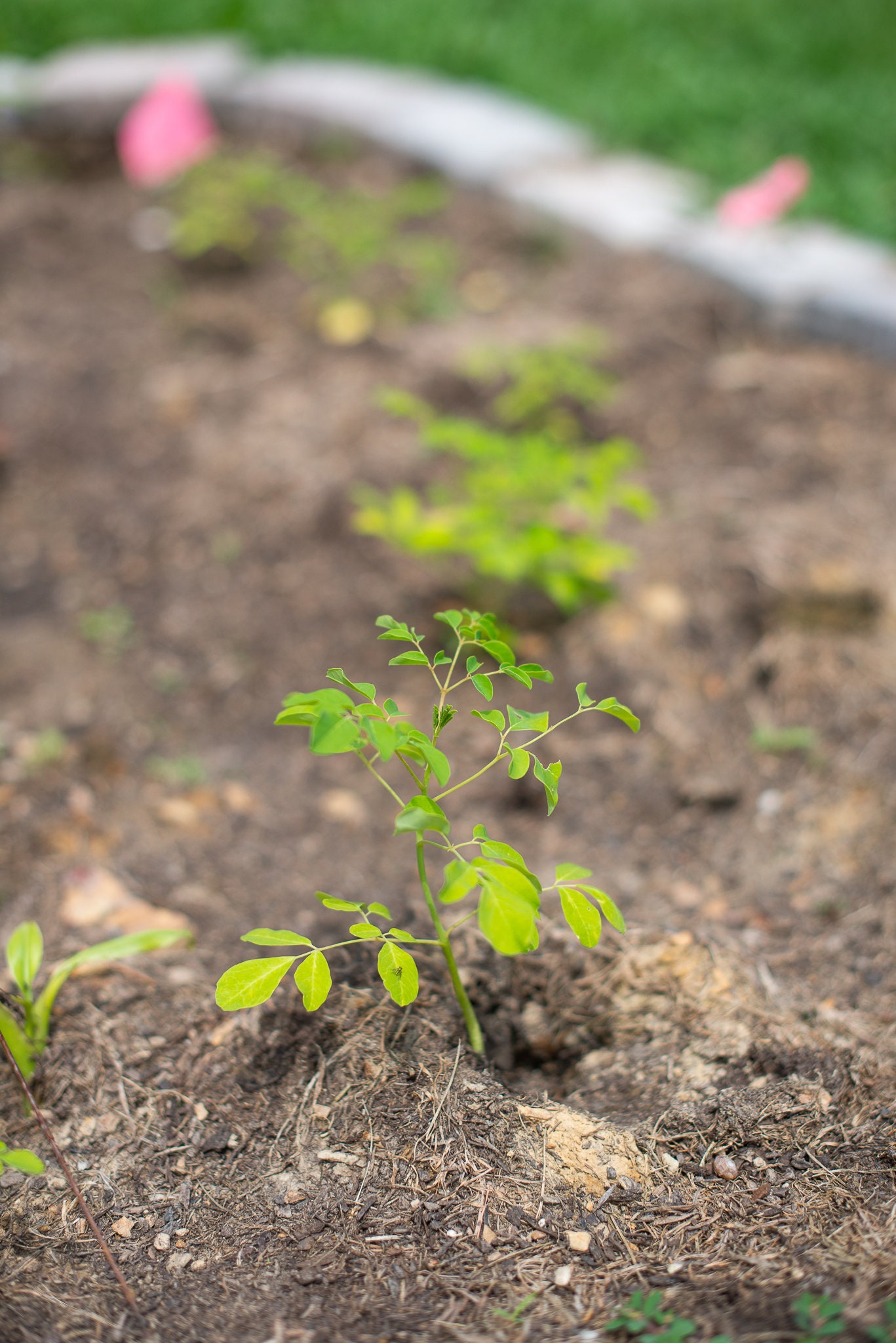 Live Moringa Oleifera - Moringa Tree Seedling - 4-8" Seedling - Free ...